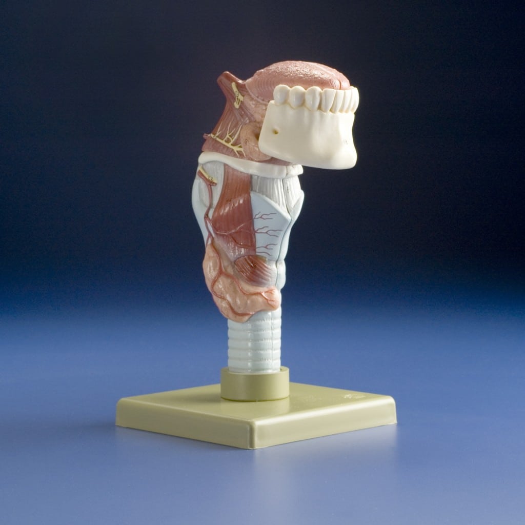 Larynx with Tongue » Brain Research Laboratories